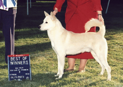 Mofet Canaan Dogs