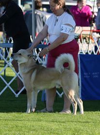 New puppies due mid-May, 2019. – Mofet Canaan Dogs